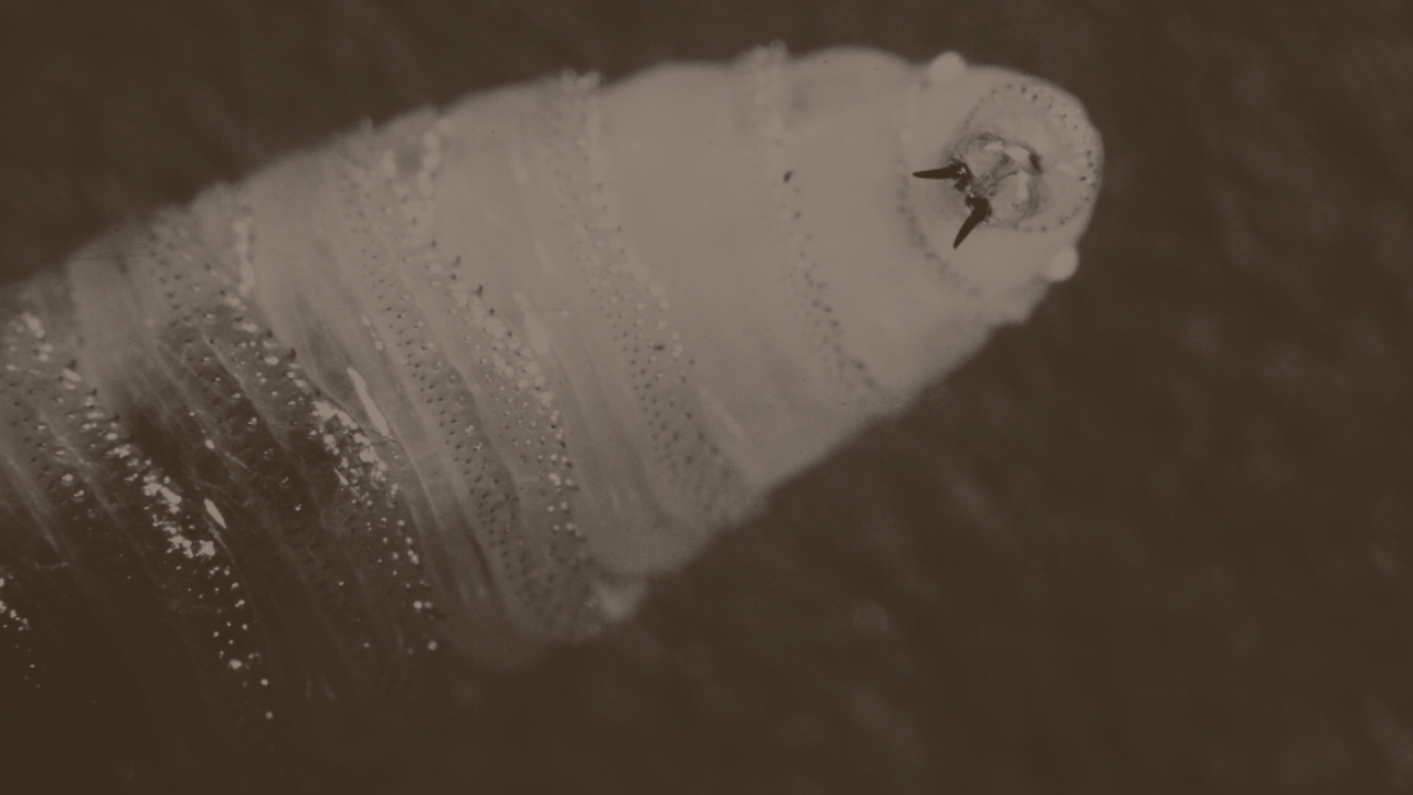 The New World Screwworm Threat: What's Unfolding in Texas - Texas ...