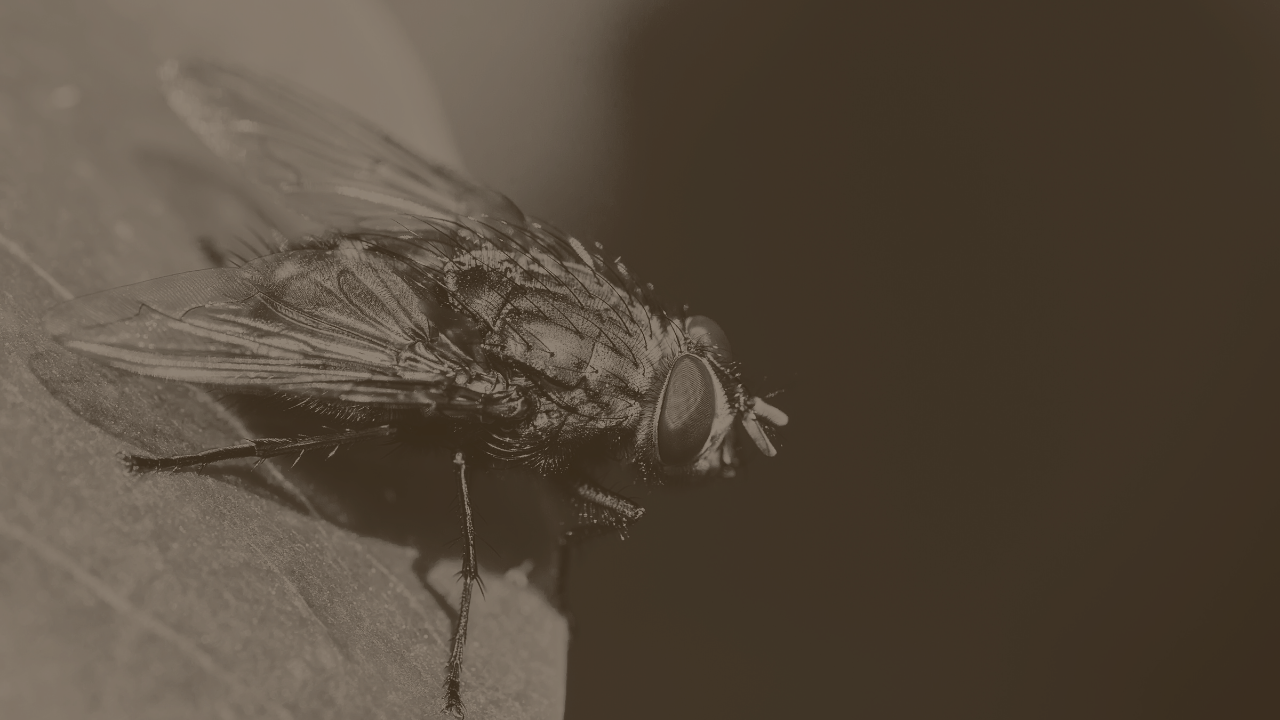 Texas at War with Flesh-Eating Parasite: $850 Million Screwworm Defense ...